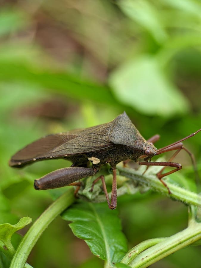 Type of sap-sucking insect stock photo. Image of insects - 373887940