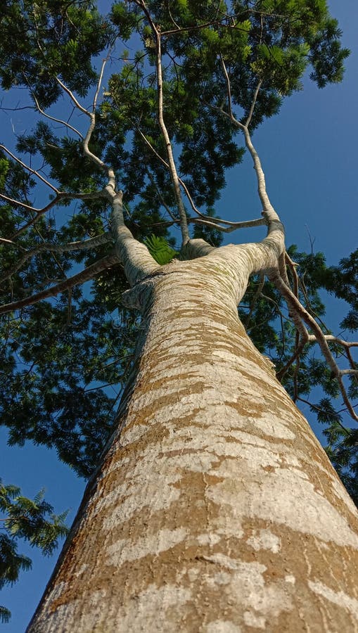 A Type of Shady Tree with a Beautiful Green Shade Stock Photo - Image ...