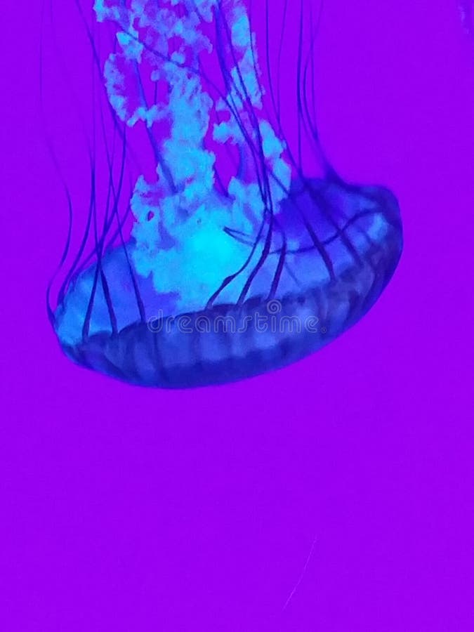 Odd and Unusual Creatures of the Deep Blue Stock Photo - Image of ...