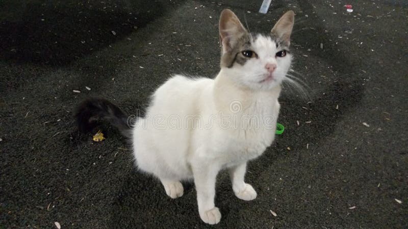 A Type of Street Cat that Lives in Public Parks. Stock Photo - Image of ...
