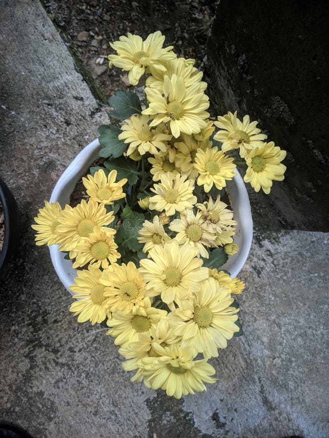 This Type of Sunflower Yellow Color with a Small Size Stock Photo ...