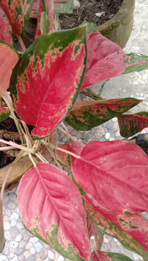 A Type of Taro Plant with Red Leaves and Very Beautiful Stock Image ... A Type of Taro Plant with Red Leaves and Very Beautiful Stock Image ...