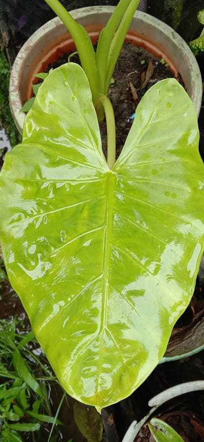A Type of Taro Plant Whose Leaves are Green and Wide is Very Beautiful ...