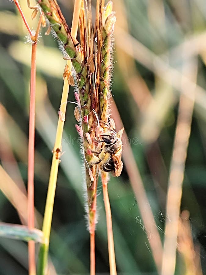 A Type of Wild Honey Bee Perched on a Grass Flower Stock Photo - Image ...
