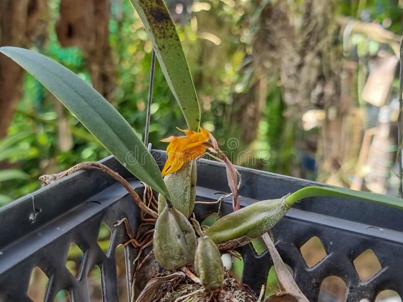 A Type of Wild Orchid, Flowers in Clusters Resembling Ears of Rice are ...