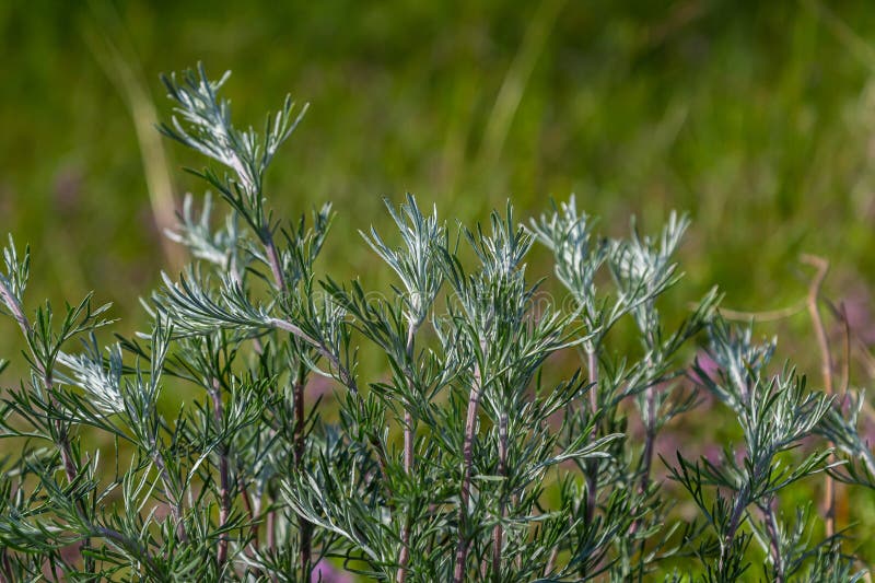 A Type of Wormwood Grows in the Wild - Artemisia Marschalliana Stock ...
