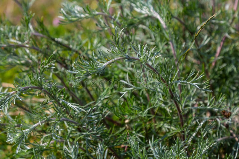 A Type of Wormwood Grows in the Wild - Artemisia Marschalliana Stock ...