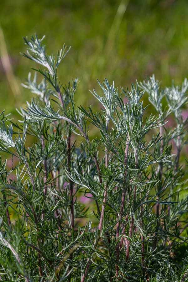 A Type of Wormwood Grows in the Wild - Artemisia Marschalliana Stock ...