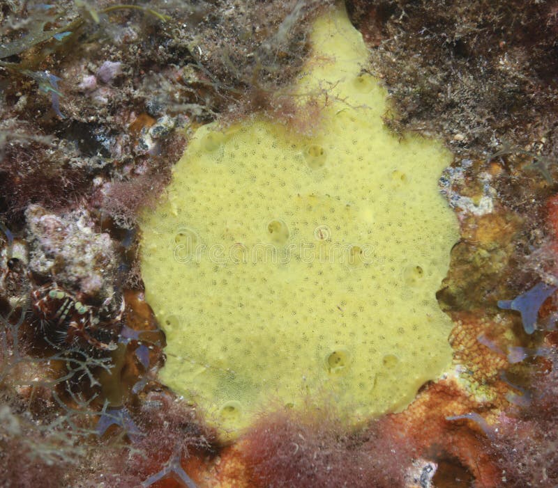 Type of yellow sea sponge stock image. Image of colorful - 394933105