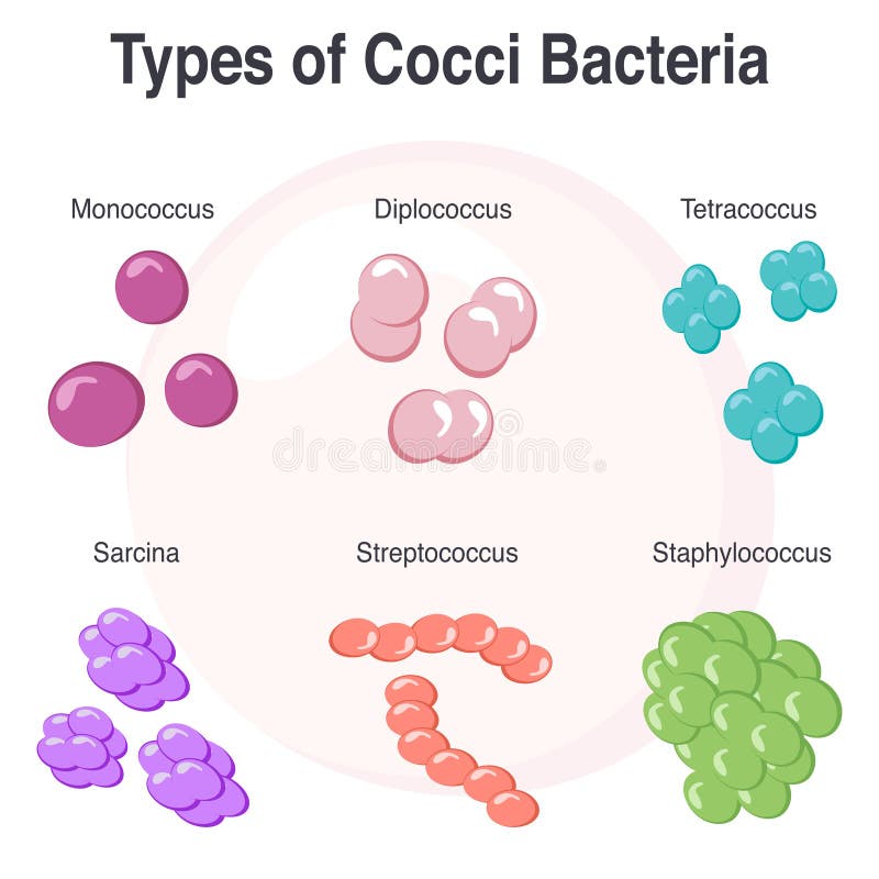 Typer av cocci-bakterier vektor illustrationer. Illustration av ...