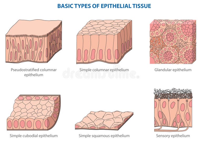 Epithelial Tissues Stock Illustrations – 71 Epithelial Tissues Stock ...