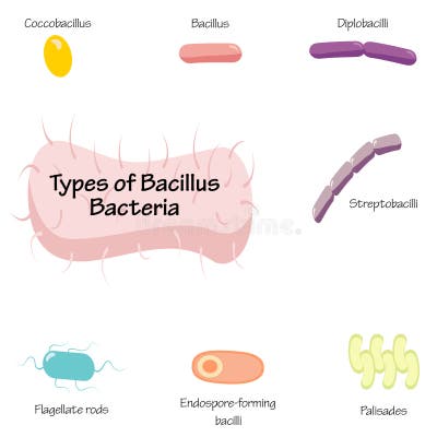 Types of bacilli bacteria stock vector. Illustration of document ...