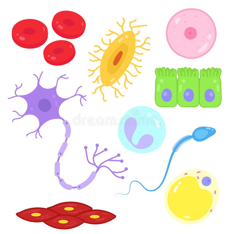 Types of Cells in the Human Body. Stock Vector - Illustration of blood ...