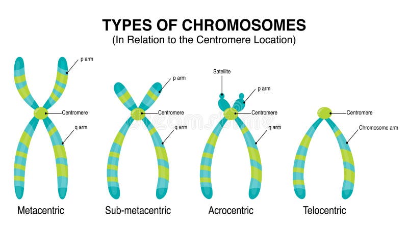 Telocentric Stock Illustrations – 23 Telocentric Stock Illustrations ...