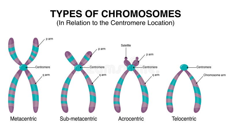 Chromosomes Types Stock Illustrations – 38 Chromosomes Types Stock ... Chromosomes Types Stock Illustrations – 38 Chromosomes Types Stock ...