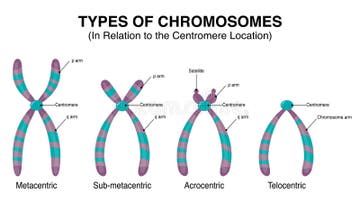 Types Chromosomes Stock Illustrations – 39 Types Chromosomes Stock ...