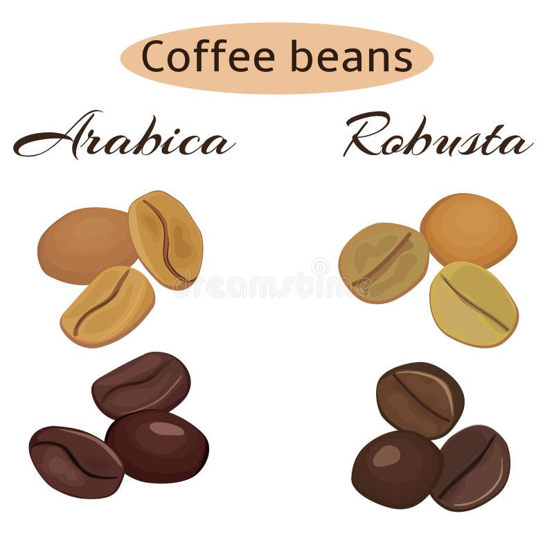 Types of coffee beans. stock vector. Illustration of beverage - 72465336