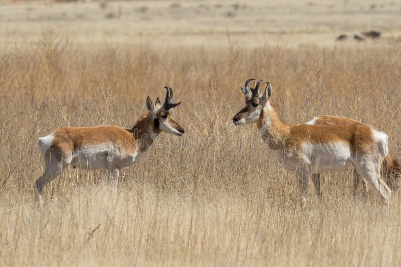 Types D'antilope De Pronghorn Image stock - Image du pronghorn, faune: 113306099