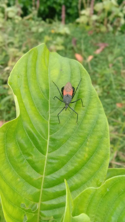 Types D'insectes Autour De Moi Image stock - Image of pollinisateur ...