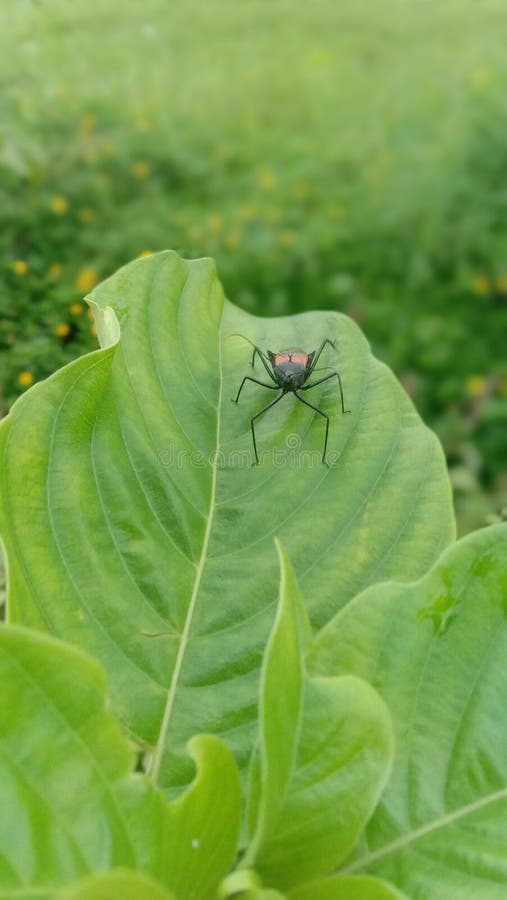 Types D'insectes Autour De Moi Photo stock - Image du invertébré, lame ...