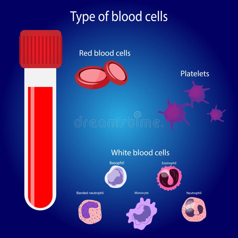 Types De Cellules Sanguines Illustration Stock - Illustration du anémie ...