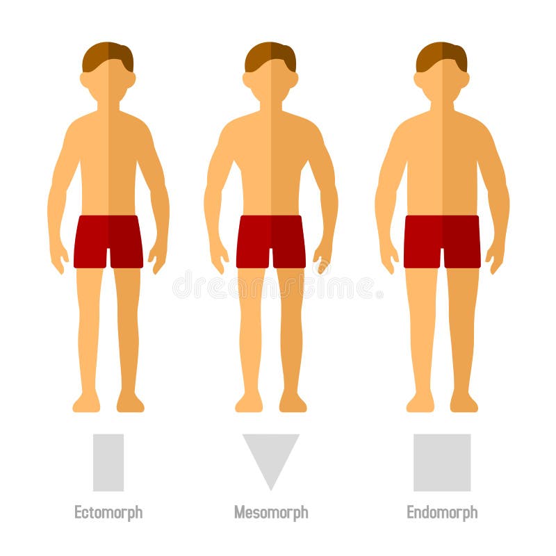 Types de corps d'hommes illustration de vecteur. Illustration du ...