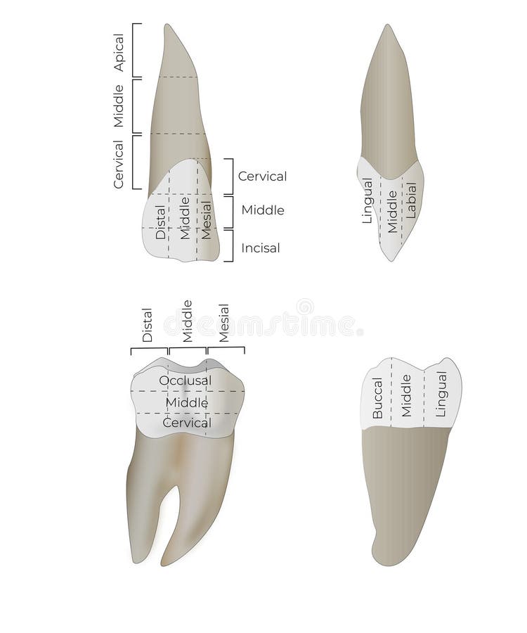 Types De Dents. Illustration Anatomique. Affiche éducative Illustration ...