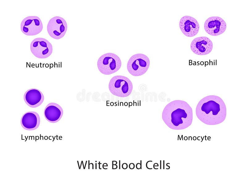 Types de leucocytes illustration de vecteur. Illustration du éducation ...