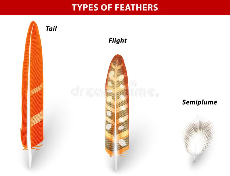 Types de plumes d'oiseau illustration de vecteur. Illustration du ...