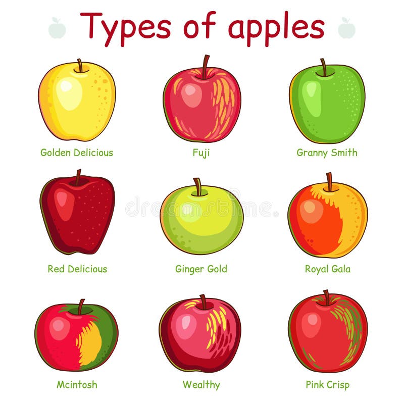 Types de pommes illustration stock. Illustration du objet - 68993570