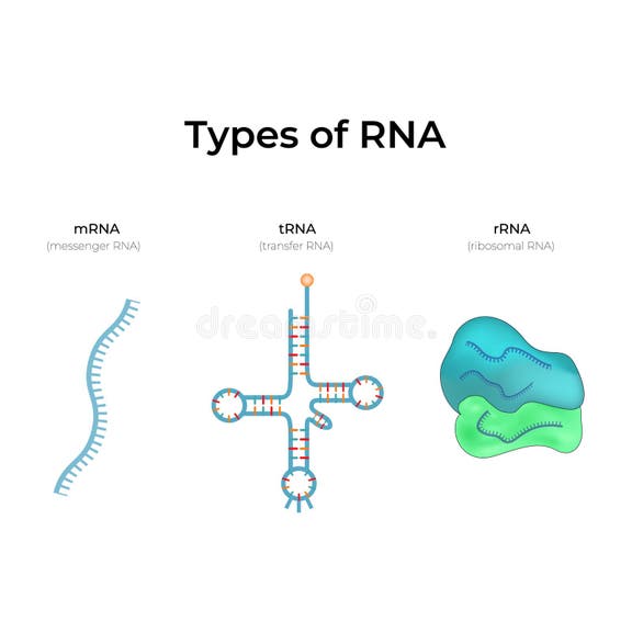 Types De Structures ARNr M Et ARNt Illustration de Vecteur ...
