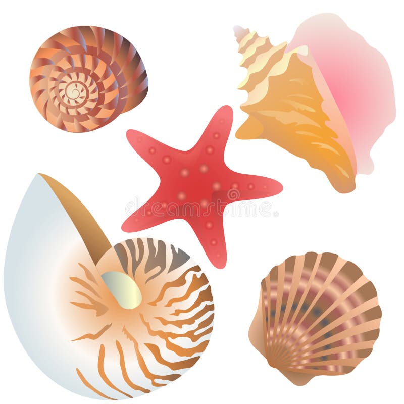 Types of Decorative Seashells and and Starfish Stock Illustration ...