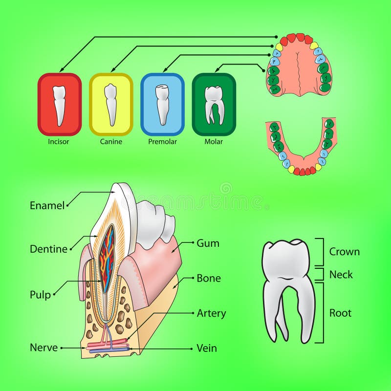 Types Et Structure Des Dents Illustration de Vecteur - Illustration of ...
