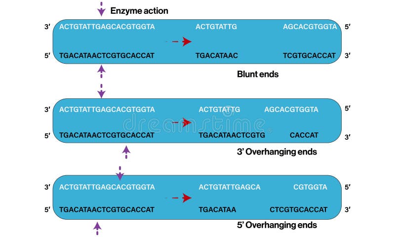 Types of DNA Ends after Cleavage Blunt End, 3 Overhanging Ends and 5 ...