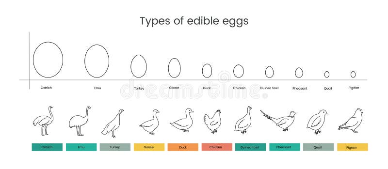 Types of Edible Bird Eggs Line Icon, Vector Illustration. Stock Vector ...