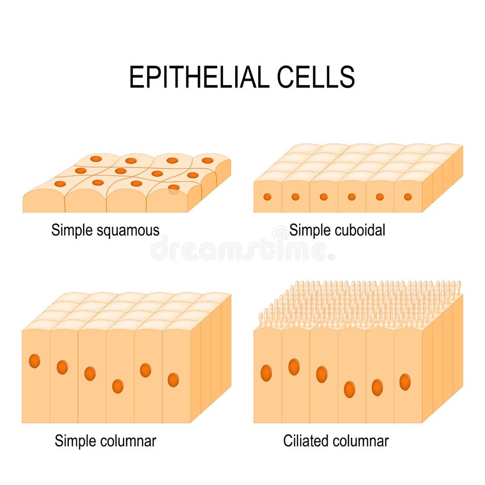 Ciliated Columnar Epithelium Stock Illustrations – 42 Ciliated Columnar ...