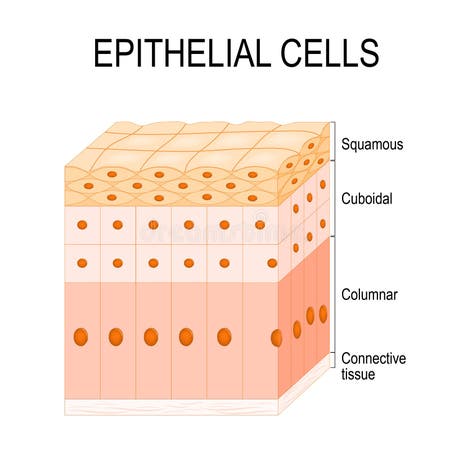Columnar Epithelium Stock Illustrations – 133 Columnar Epithelium Stock ...