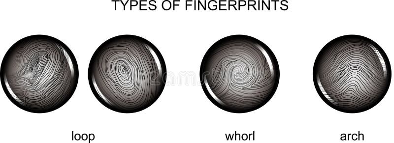 Types of fingerprints stock vector. Illustration of icon - 104501472
