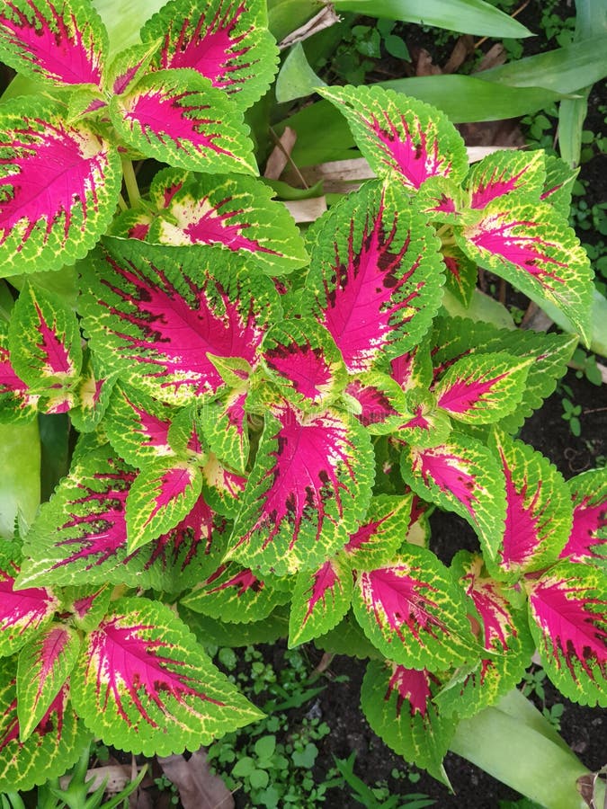 Types of Flowers Natural Colors with Greens and Other Pretty Colors ...