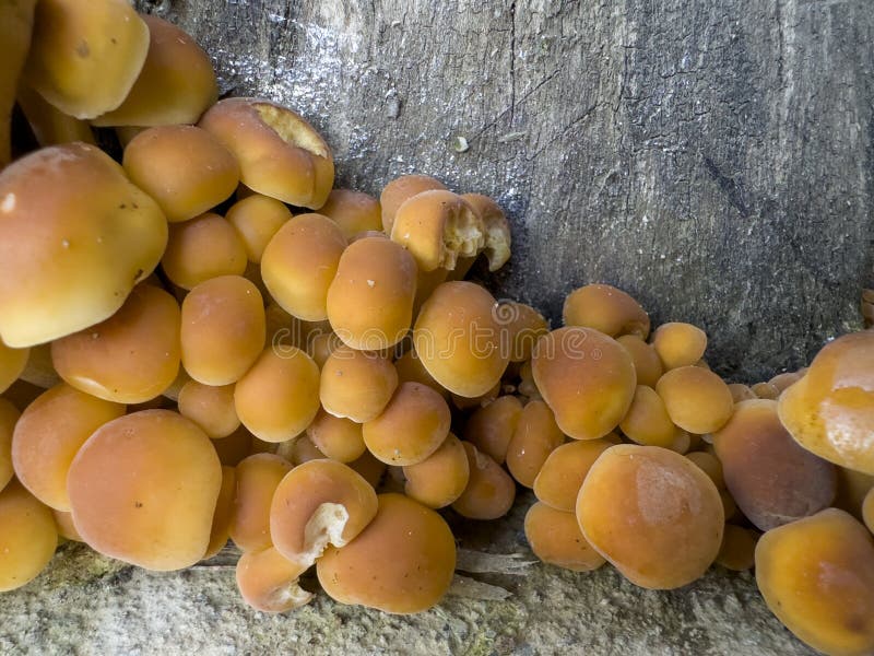 Types of Fungi that Grow and Proliferate on the Roots of Cut Walnut ...