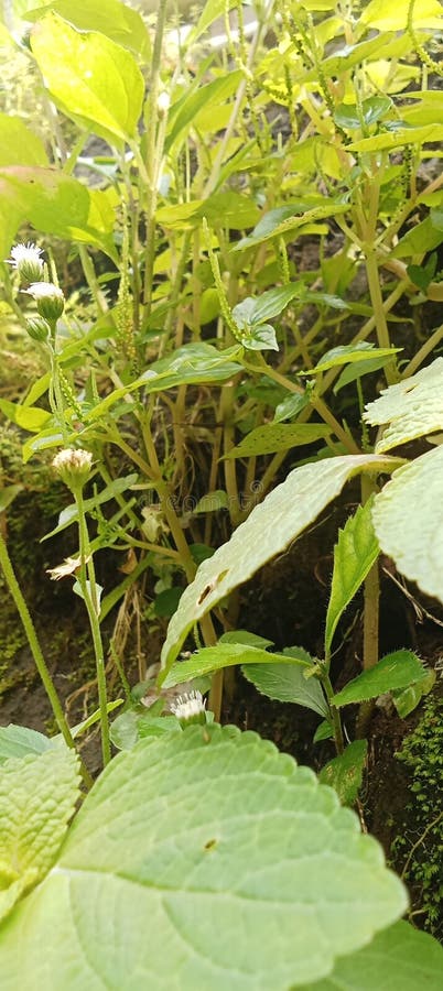 Types of Grass stock image. Image of plant, types, grass - 362462567