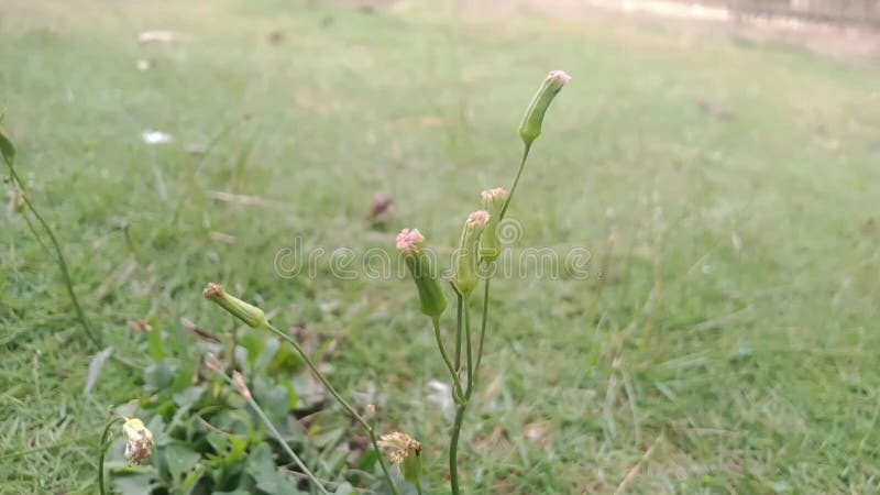 Pearl grass stock footage. Video of plant, leaf, finger - 241161314