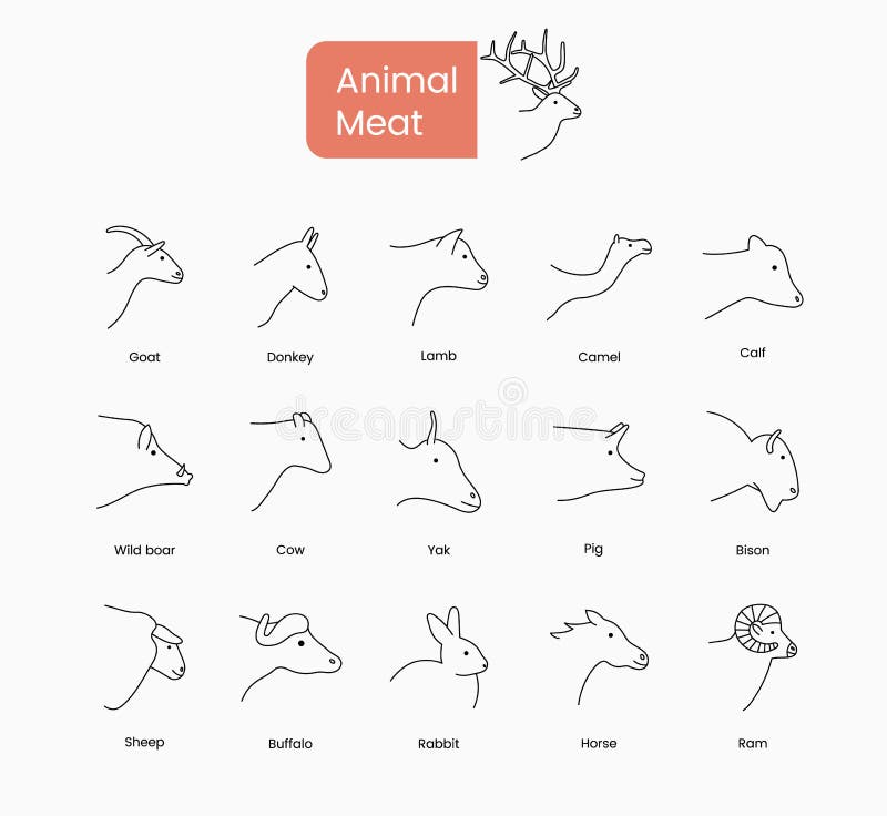 Types of Head Animal Meat, Linear Icon in Vector. Stock Vector ...