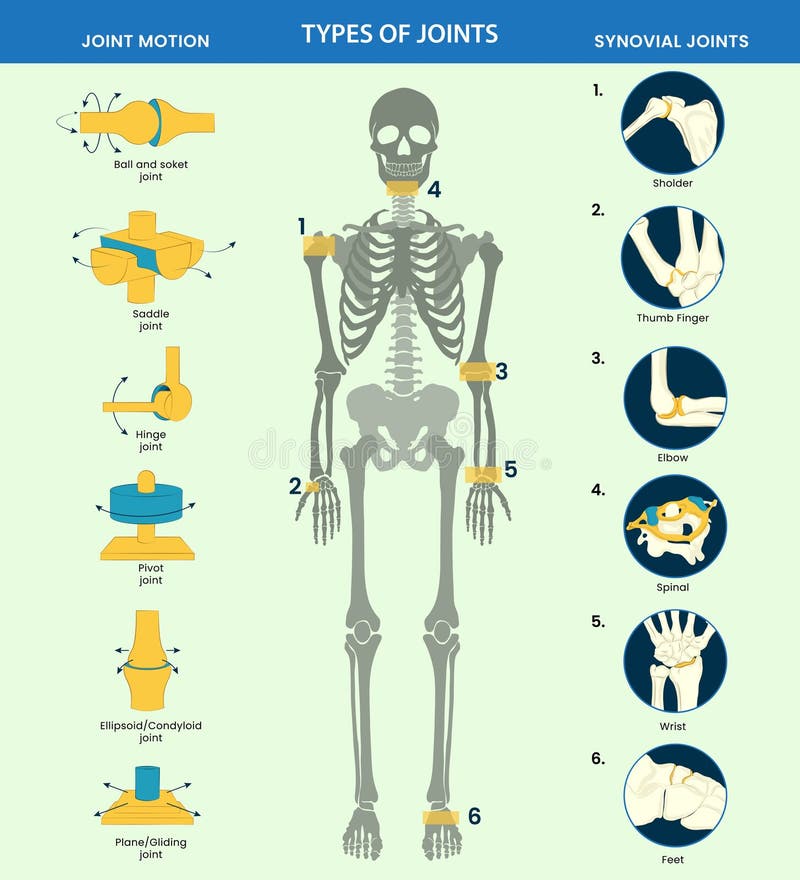 Types of Human Body Joints Consist Ball, Hinge, Pivot, Gliding, and ...