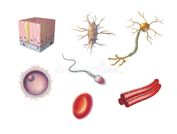 Types Muscle Cells Stock Illustrations – 100 Types Muscle Cells Stock ... Types Muscle Cells Stock Illustrations – 100 Types Muscle Cells Stock ...