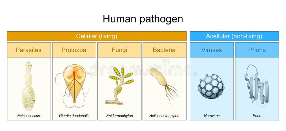 Types of Human Pathogen. Pathogenic Bacteria Viruses or Fungi Can Enter ...
