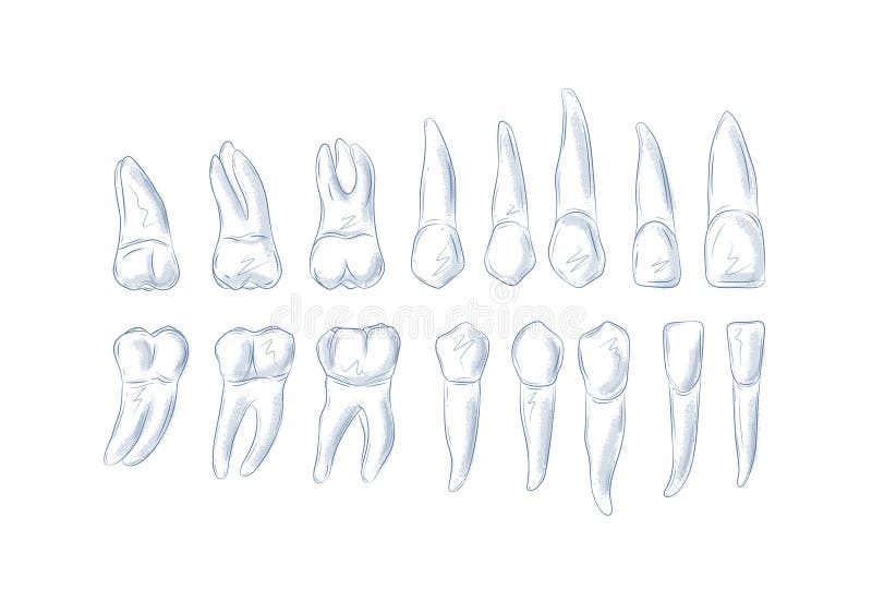 Types Teeth Diagram Stock Illustrations – 59 Types Teeth Diagram Stock ...