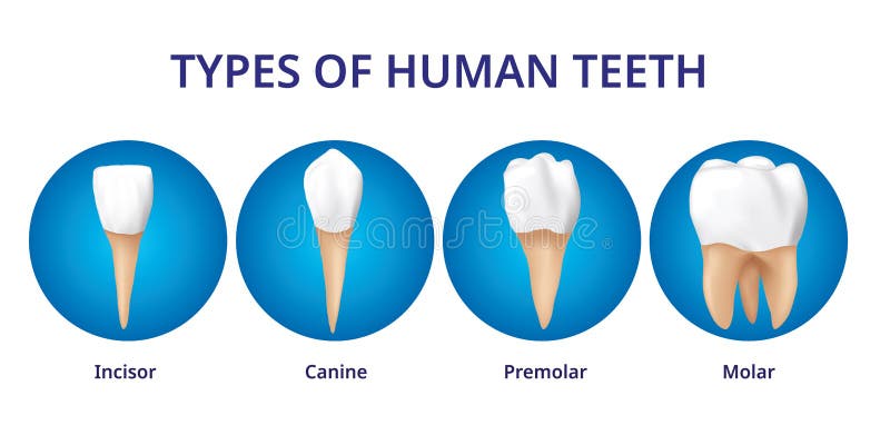 Types of Teeth Vector Illustration. Various Human Tooth Examples ...