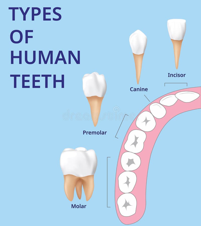 Types of Human Teeth, Human Bone Anatomy, Realistic Vector Stock Vector ...