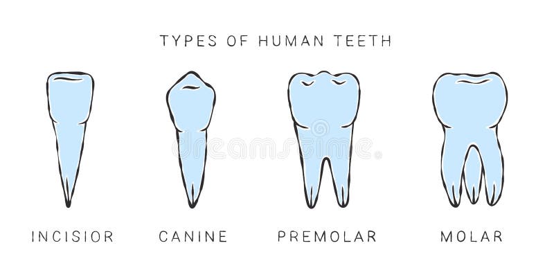 Types of Human Teeth. Sketch Style Drawing. Infographics in Dentistry ...